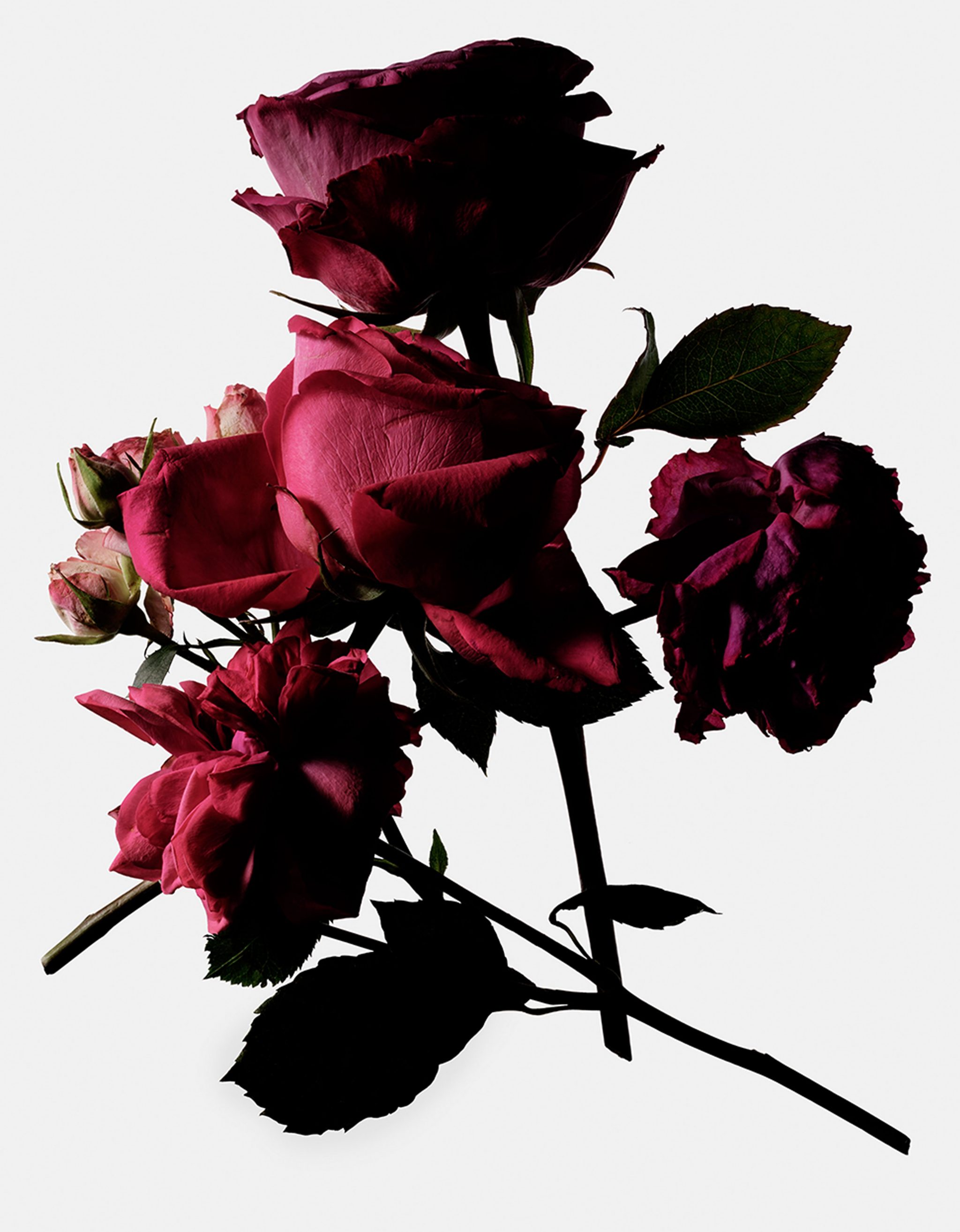 Robin Broadbent I Photographer I Director I Creative Exchange I Beauty ...