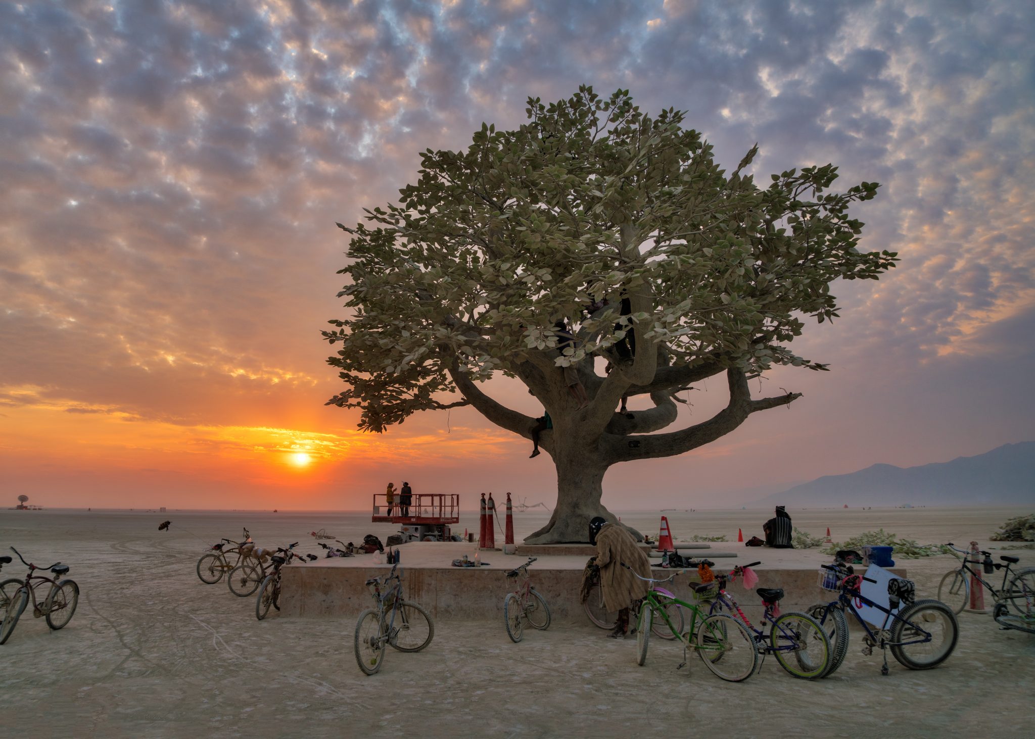 Studio Drift I Artist I Designer I Creative Exchange I Tree of Tenere ...