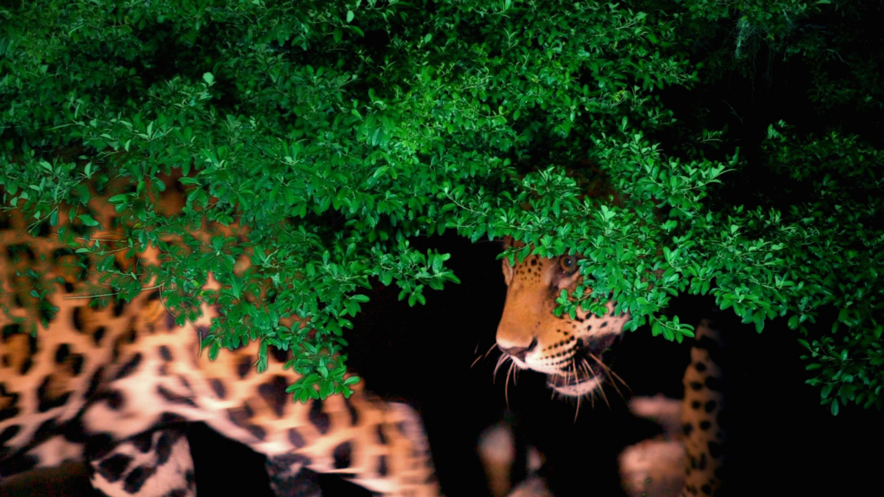 Soundwalk Collective - Introspective — Creative Exchange Agency